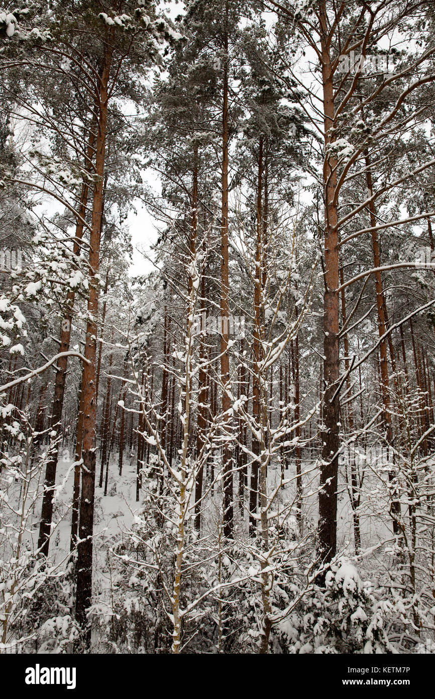 Forest in winter Stock Photo - Alamy