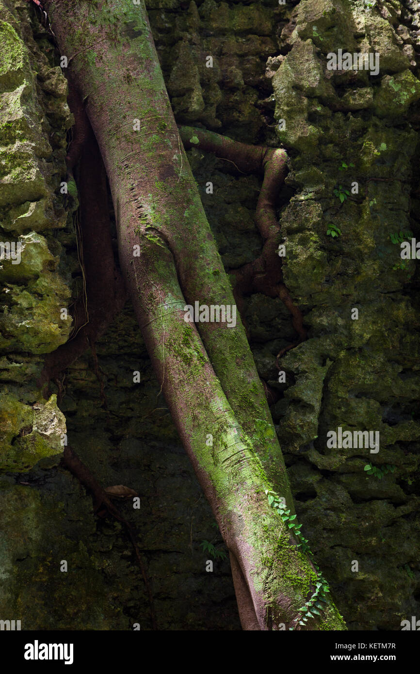 Tree roots on stone wall Stock Photo - Alamy