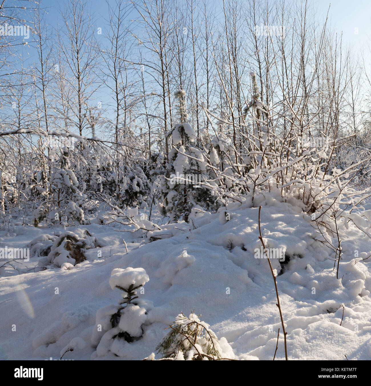 Nordic fir trees hi-res stock photography and images - Alamy