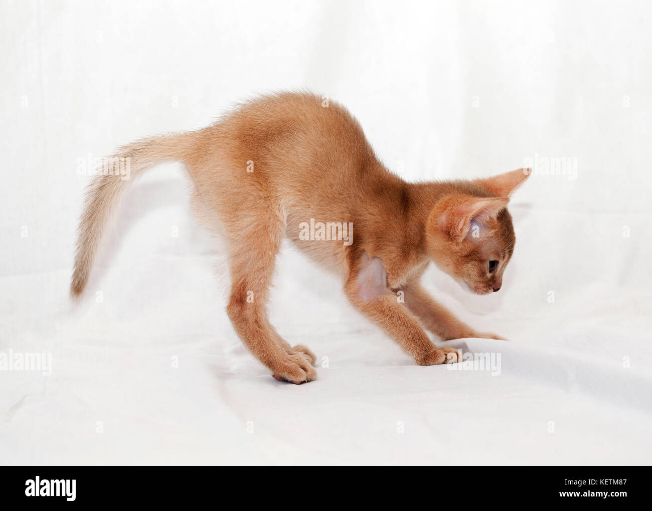 Abyssinian cat standing hi-res stock photography and images - Alamy