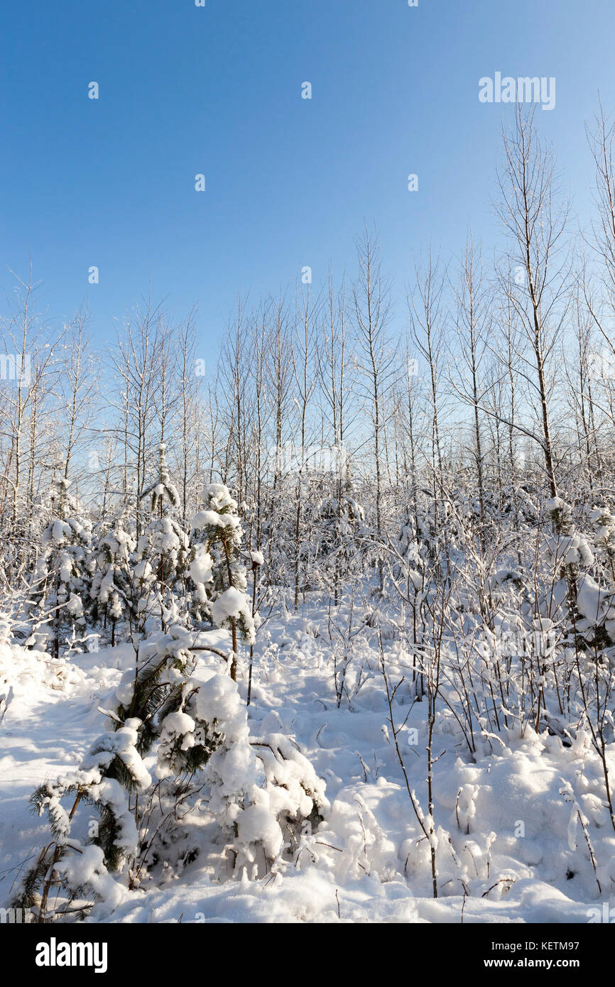 Trees in winter Stock Photo - Alamy