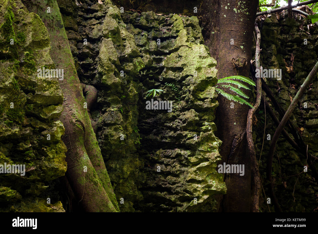 Tree roots on stone wall Stock Photo - Alamy