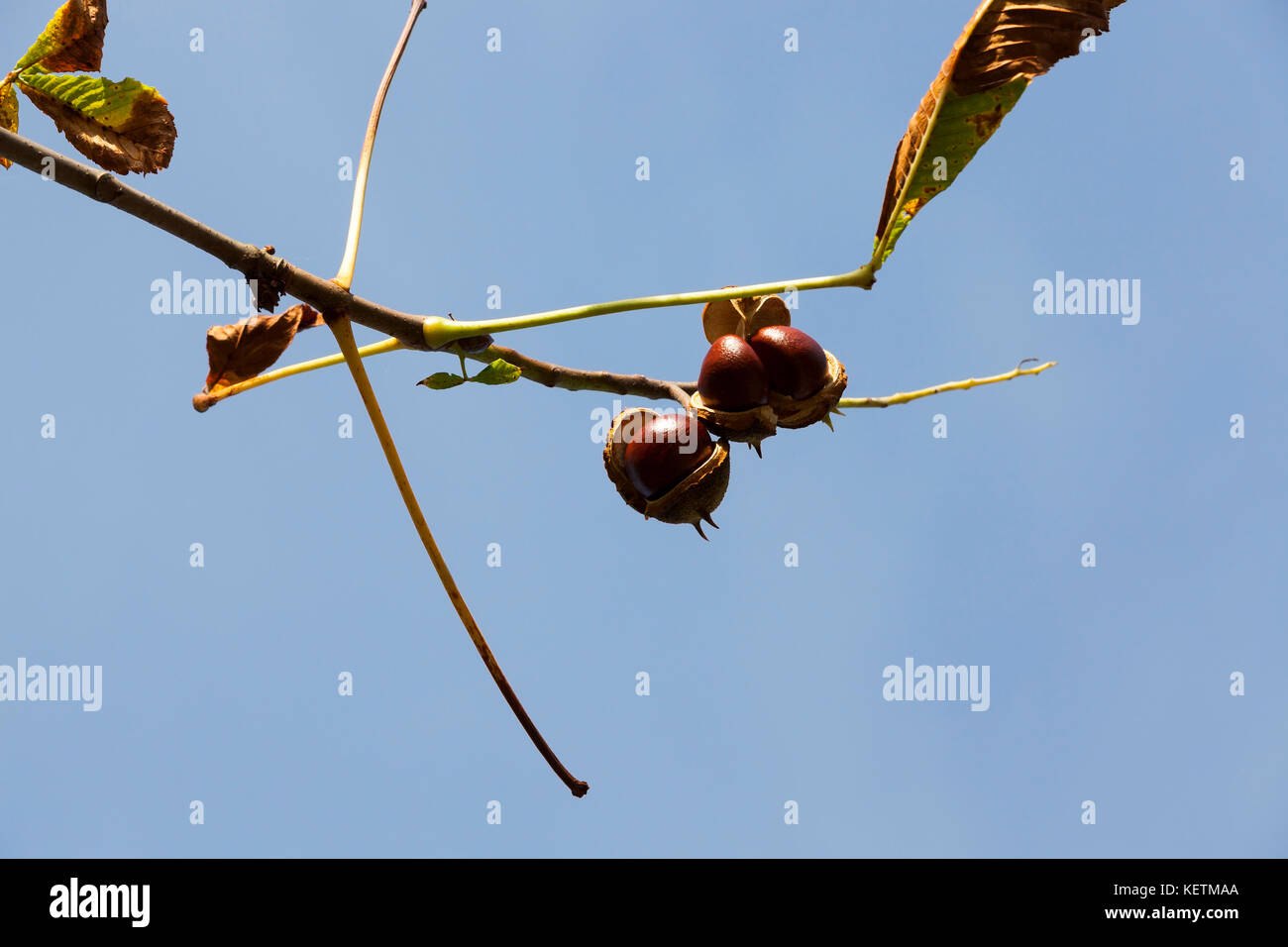 open chestnut shells Stock Photo - Alamy