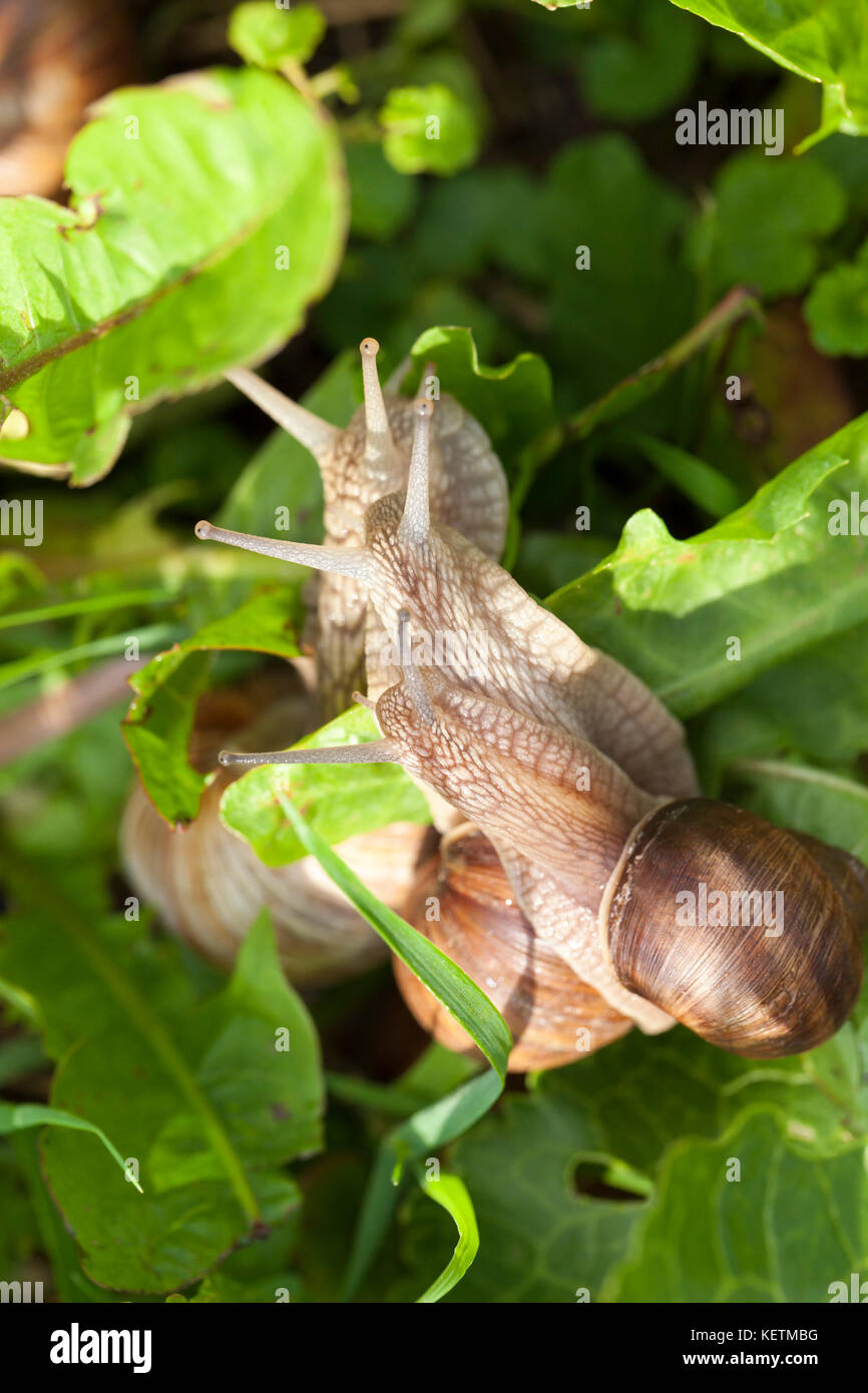 Habitats of snails hi-res stock photography and images - Alamy