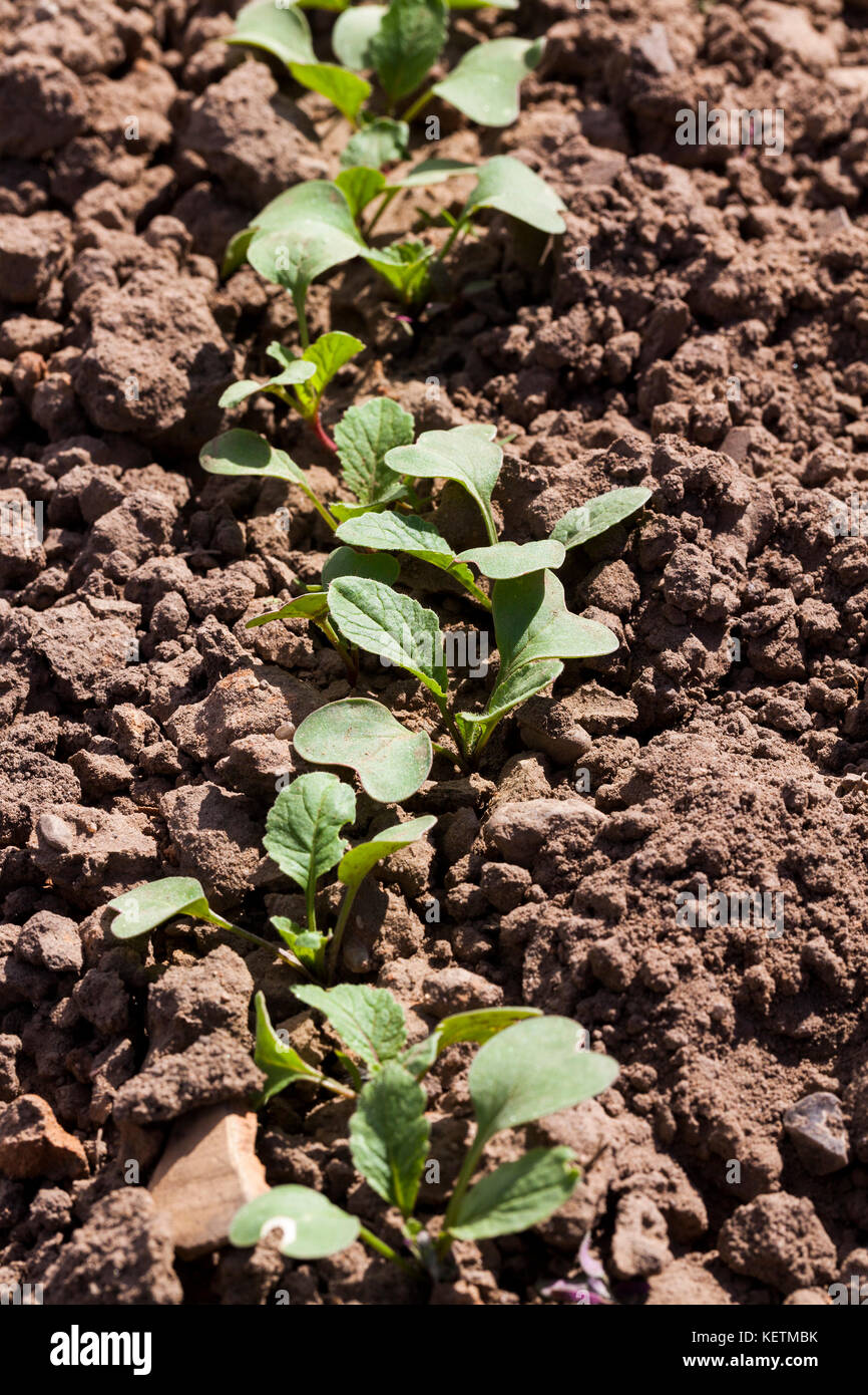 Land cucumber hi-res stock photography and images - Alamy