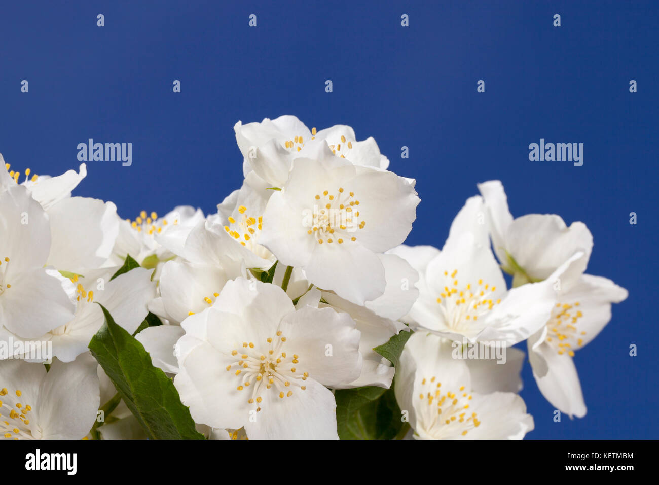 Blue jasmine flower hi-res stock photography and images - Alamy