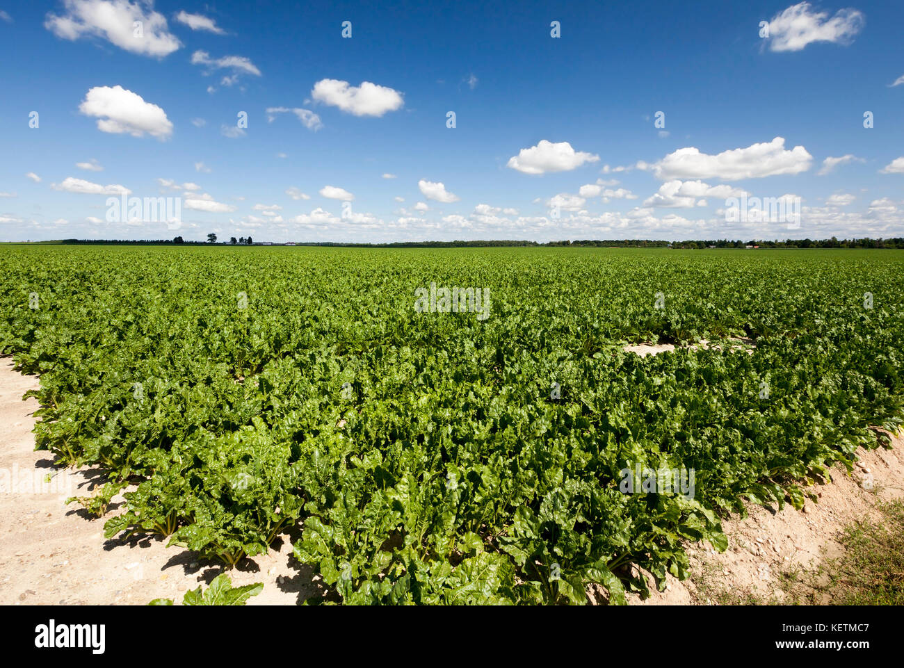 Sugar beet field Stock Photo - Alamy