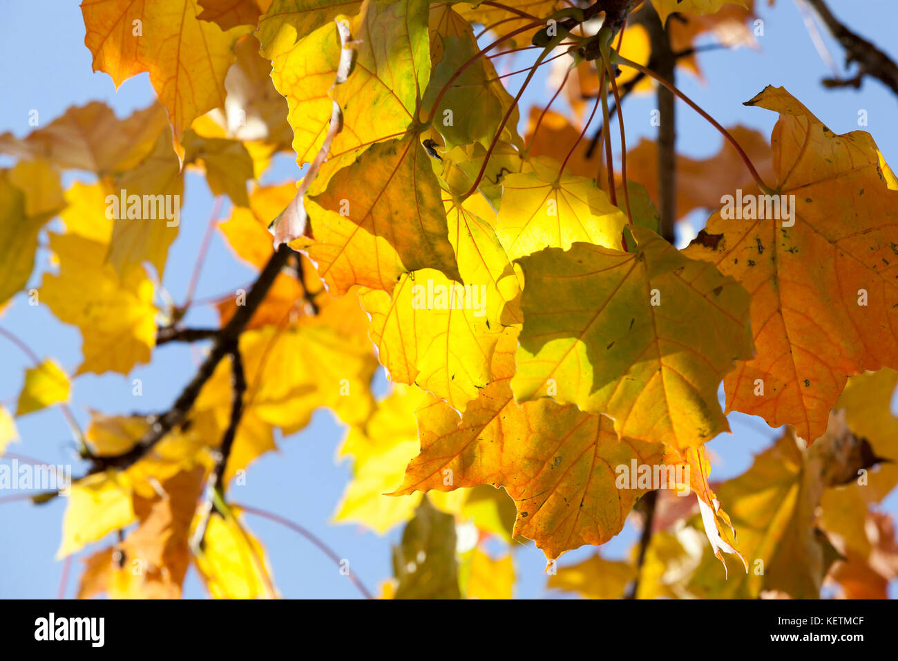 sunny autumn day Stock Photo - Alamy