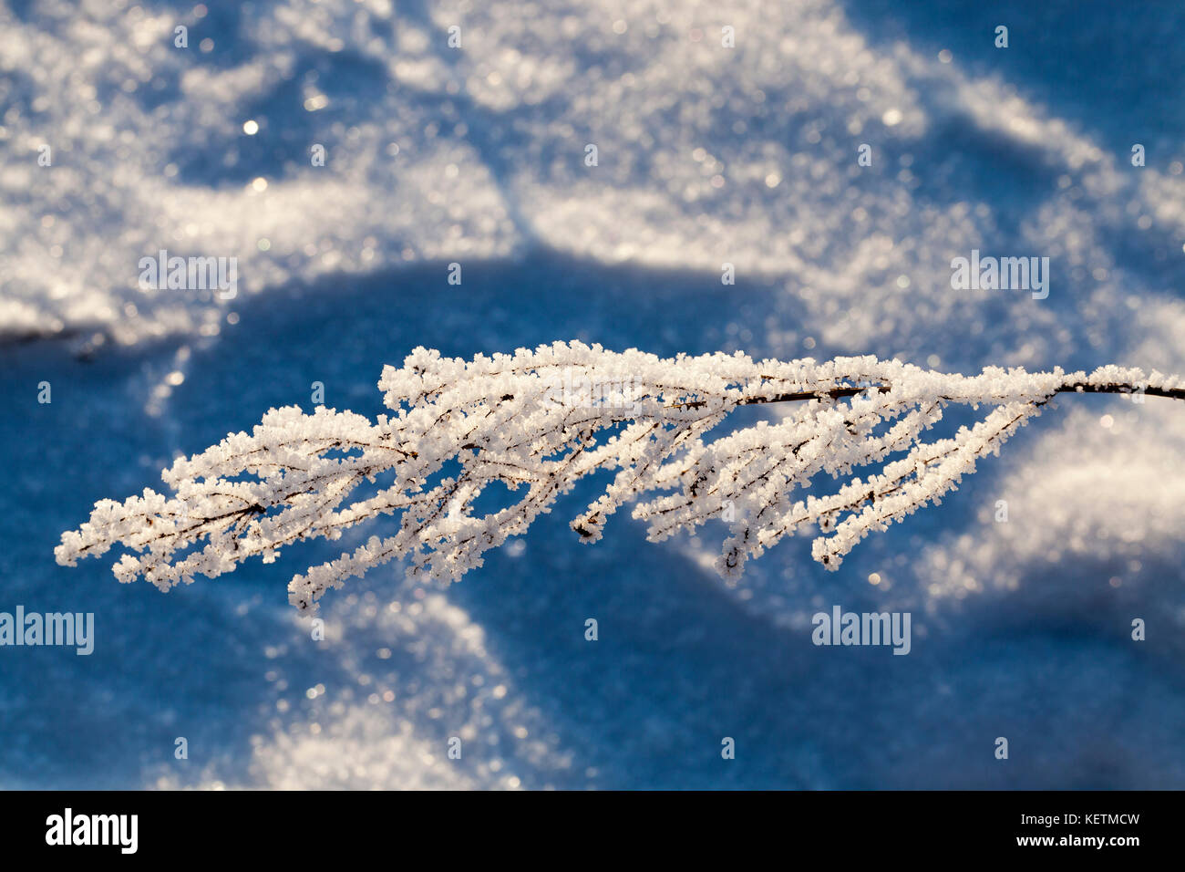 Plant in the frost Stock Photo - Alamy