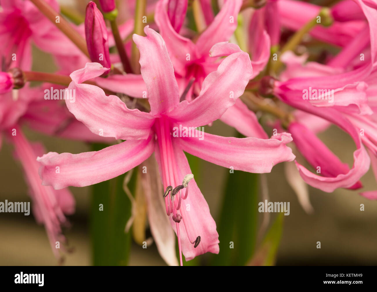 Pink flowering nerine hi-res stock photography and images - Alamy