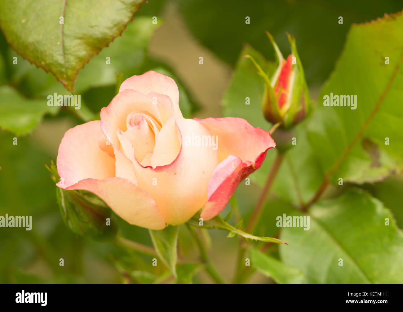 Rosa 'Birthday Girl' Stock Photo - Alamy