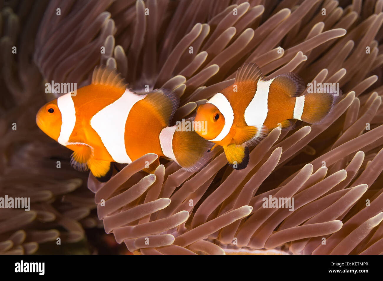 Couple of Clown Anemonefish (Amphiprion ocellaris) in the sea anemone ...