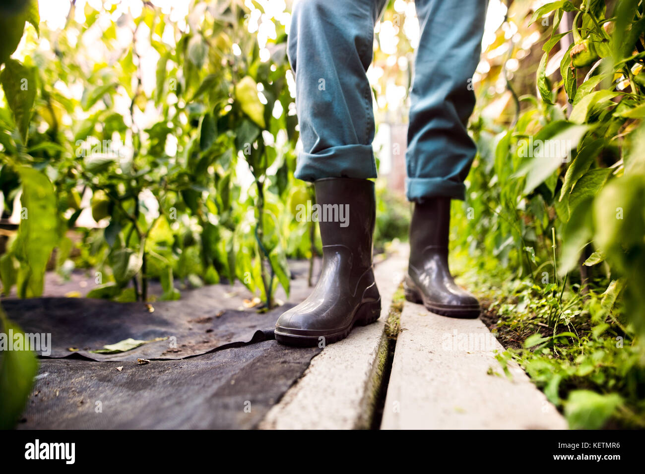 Man vegetable gardening hi-res stock photography and images - Alamy