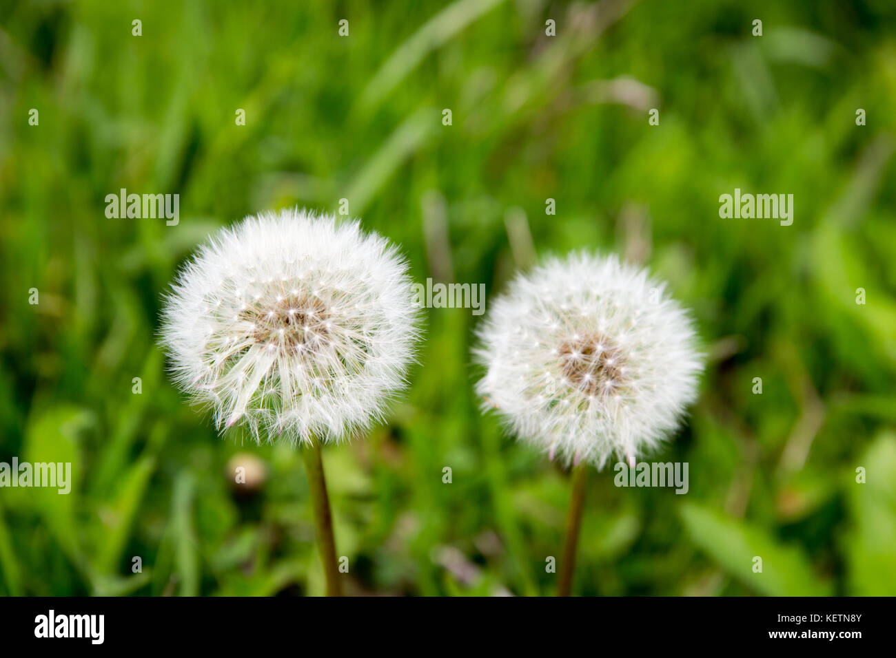 Top view of a common dandelion Taraxacum officinale, a flowering ...