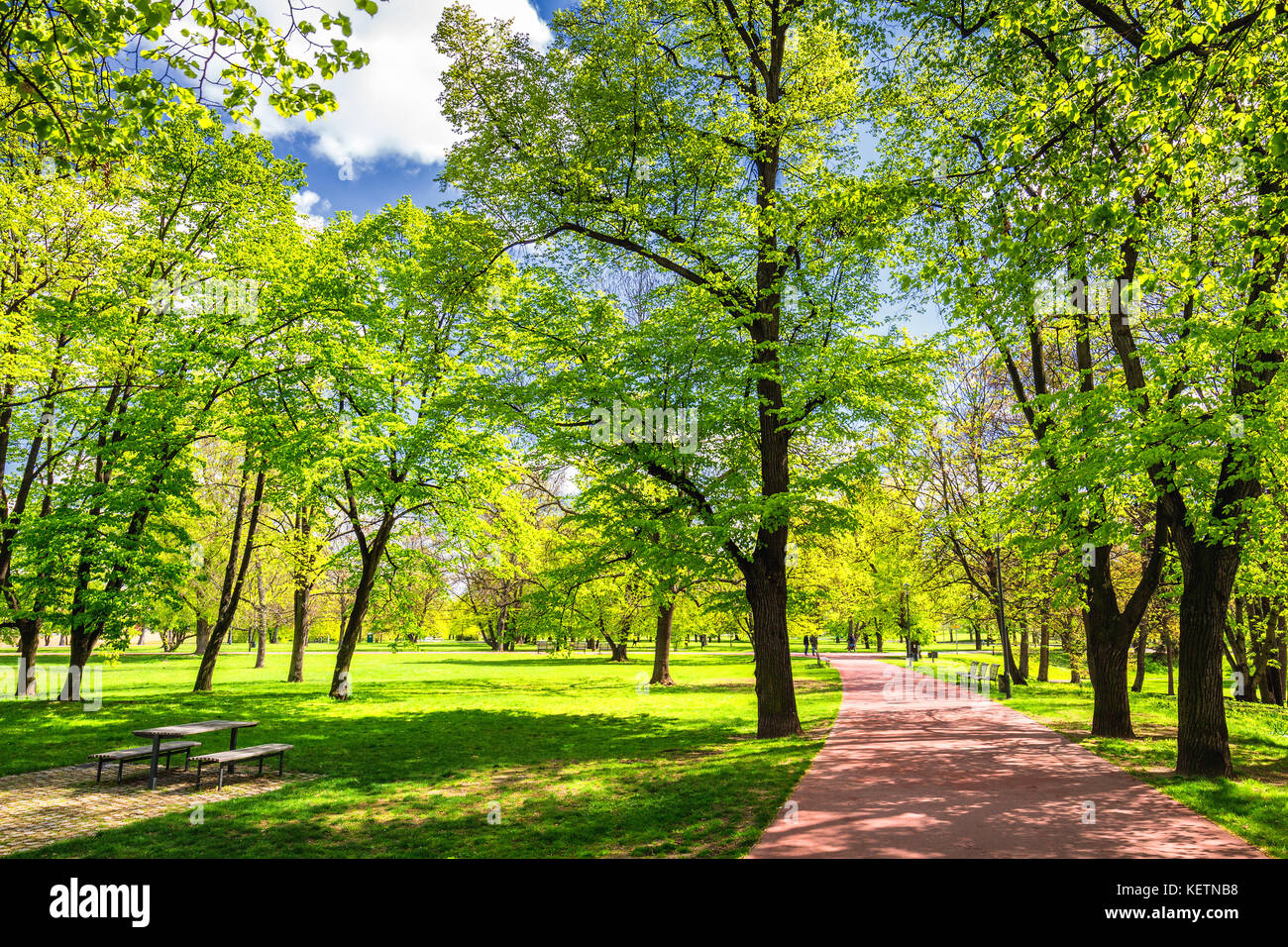 Park in the spring with green lawn, sun light. Stone pathway in a green ...