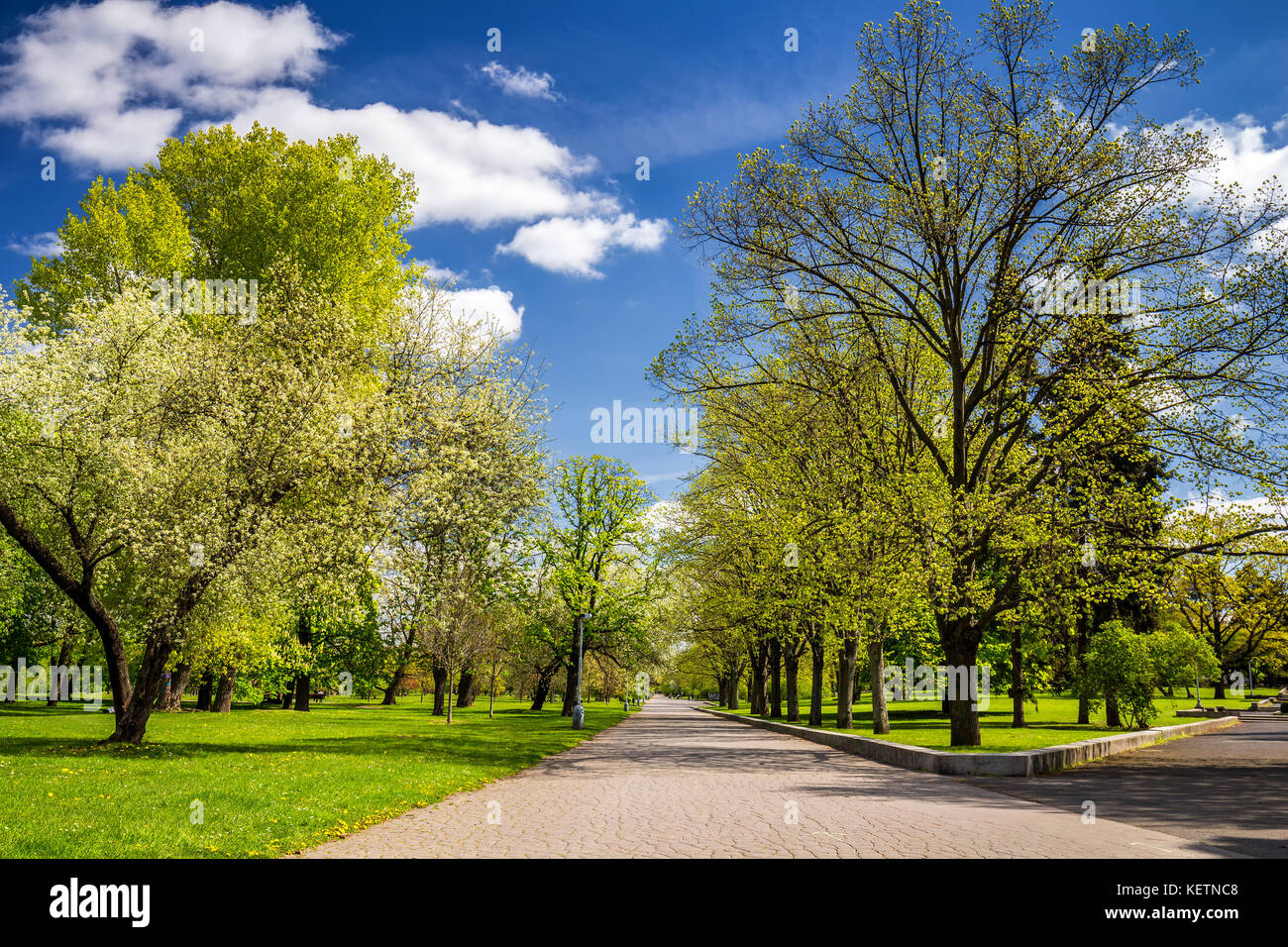 Park in the spring with green lawn, sun light. Stone pathway in a green ...