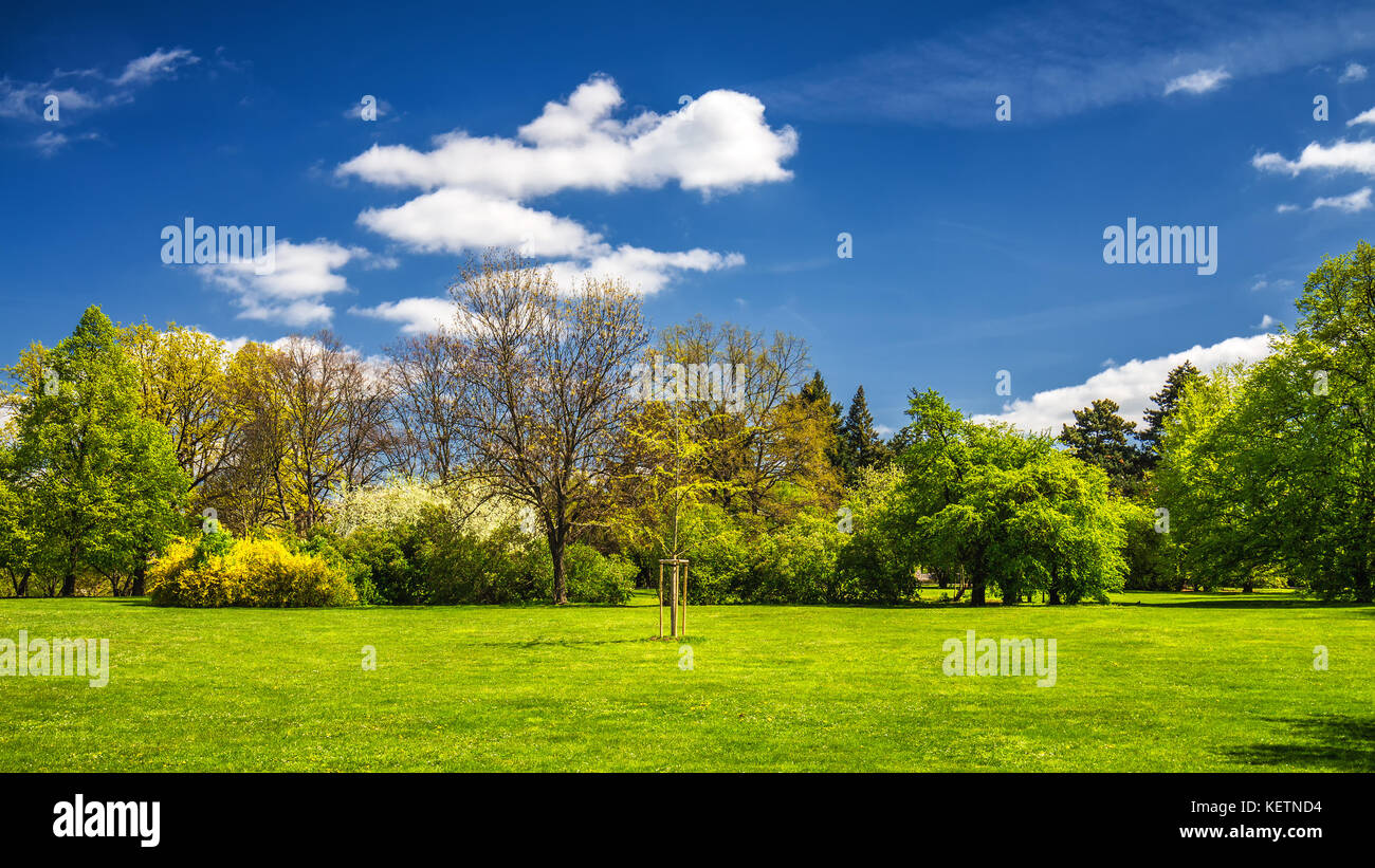 Green park with lawn and trees in a city Stock Photo - Alamy