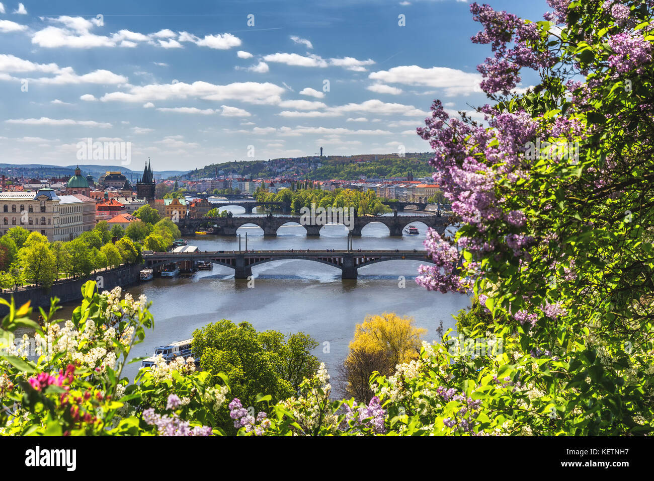 The blooming bush of lilac against Vltava river and Charles bridge ...