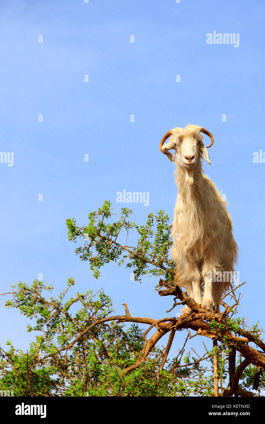 Famous moroccan scene - goat on the argan tree, Morocco, North Africa ...