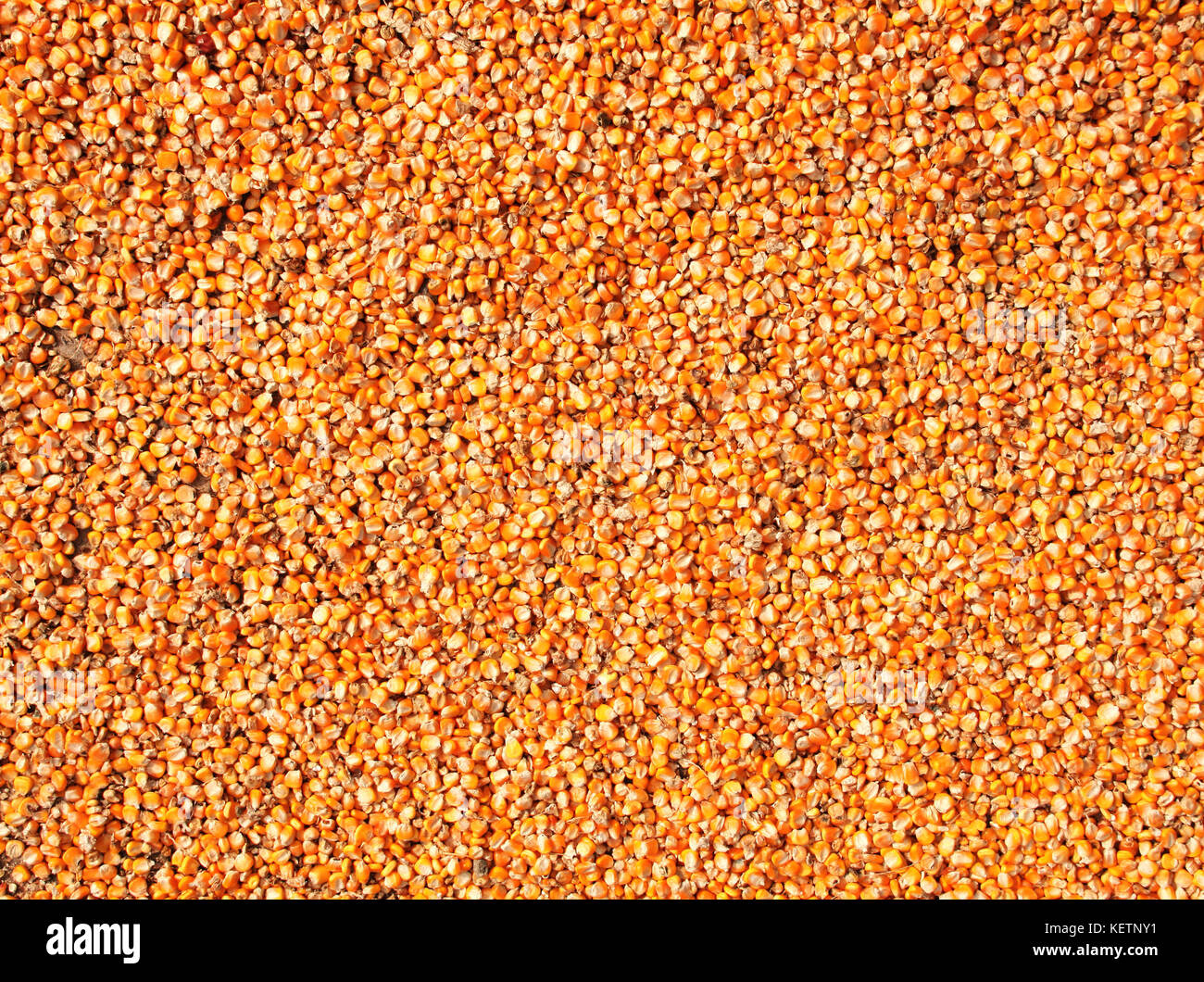 Background with ripe corn grains of yellow color. Close-up photo Stock ...