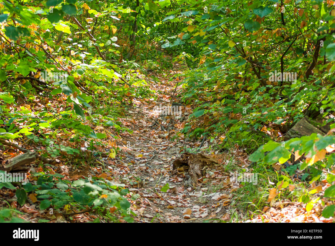 Soil and leaf forest dirty path green forest road for walking and ...