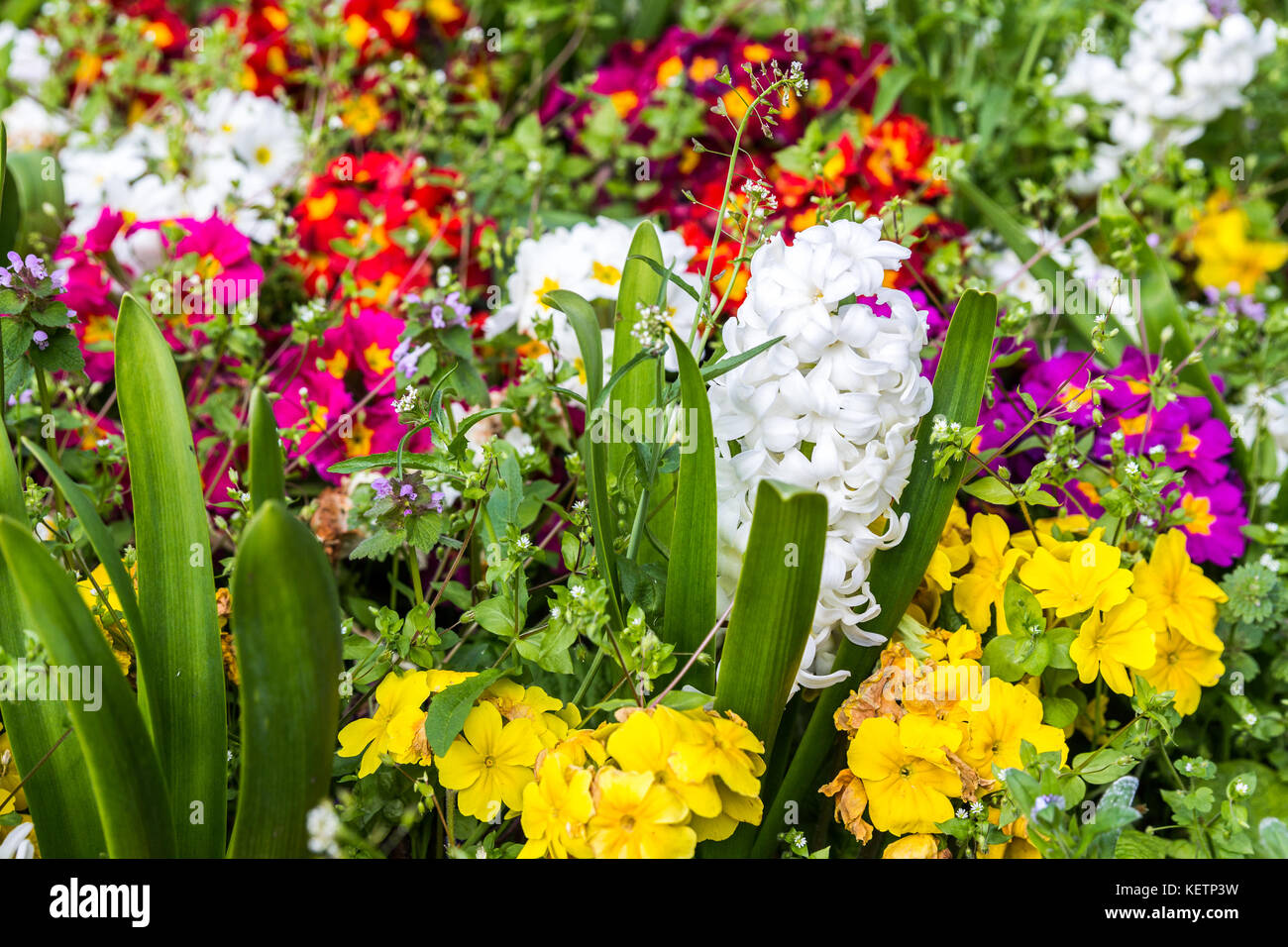 Colorful flowers in the park. Spring landscape Stock Photo - Alamy