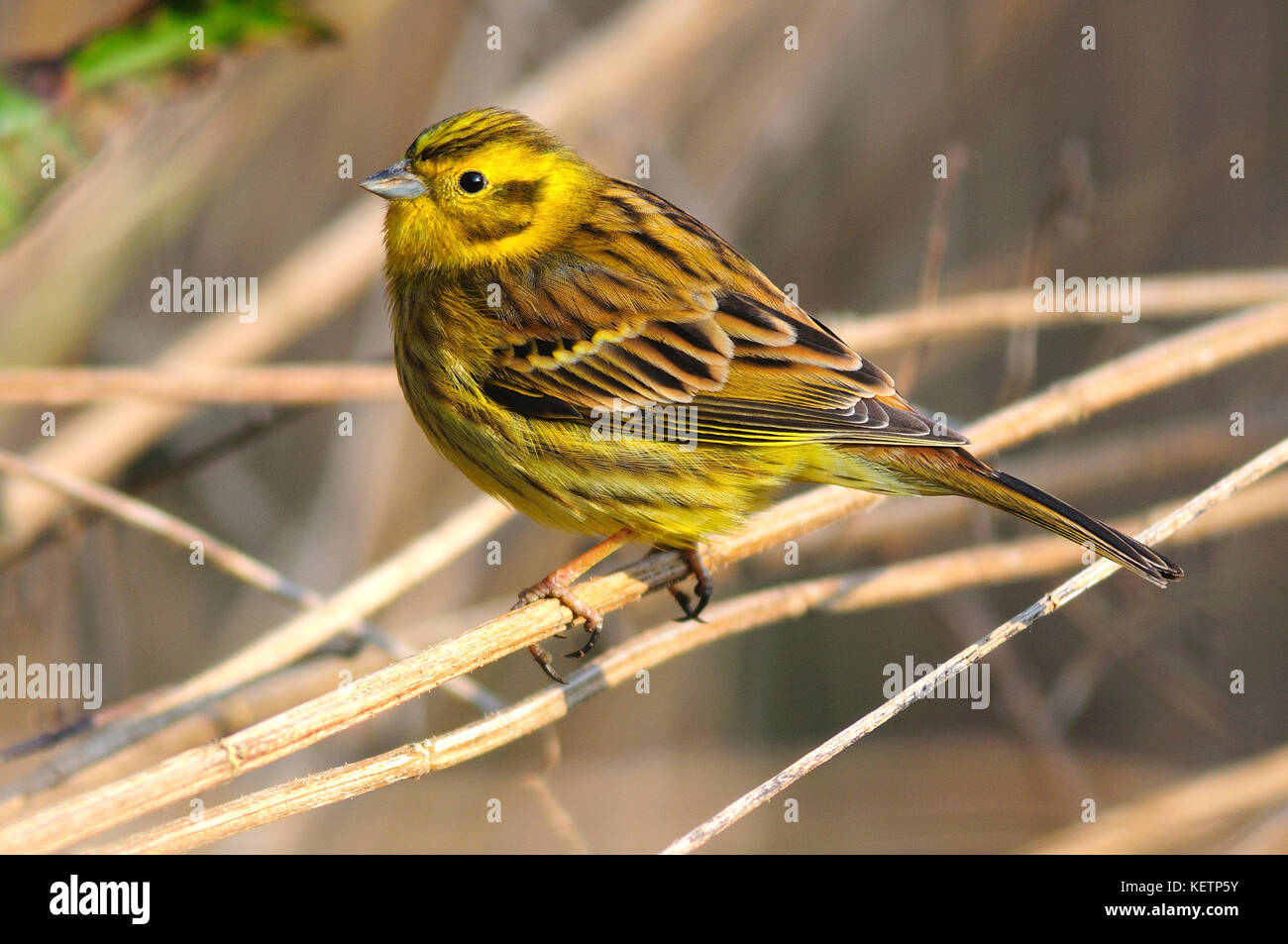 Yellowhammer fauna hi-res stock photography and images - Alamy
