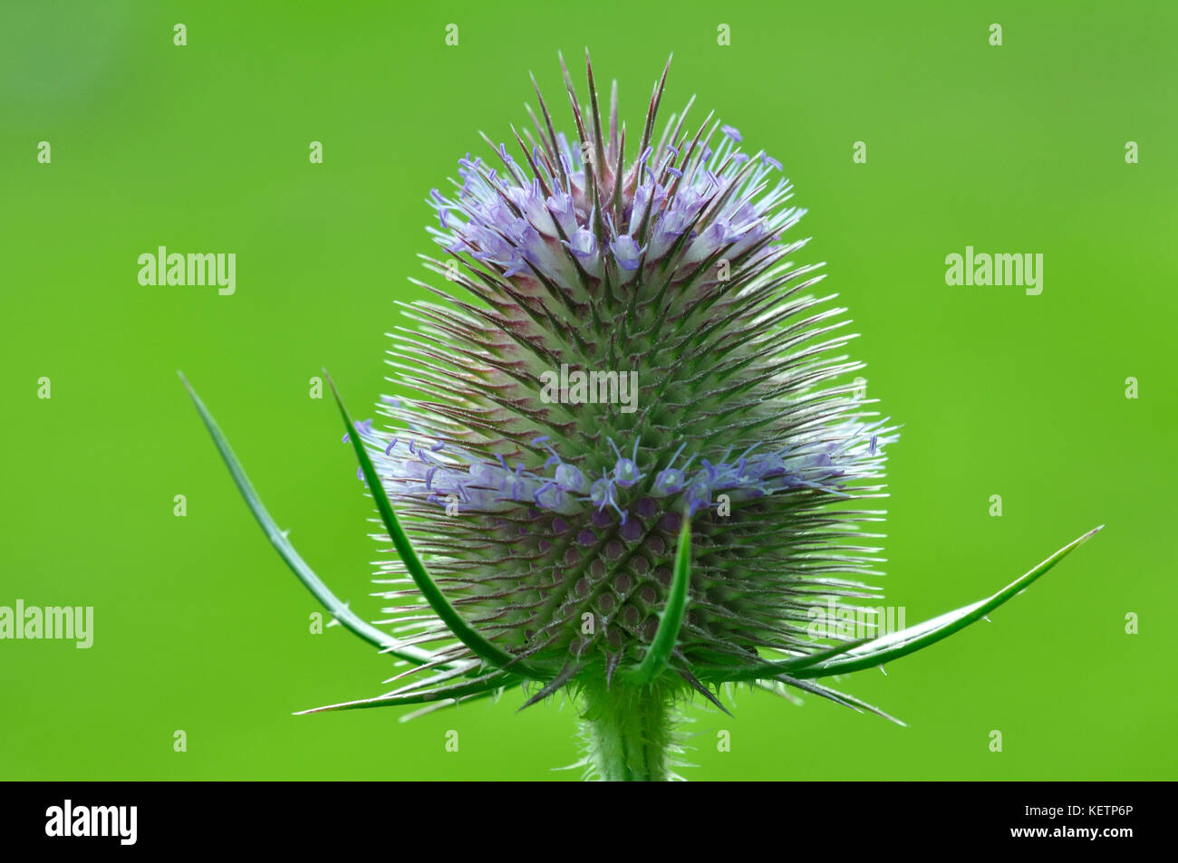 Teasel in flower Stock Photo - Alamy