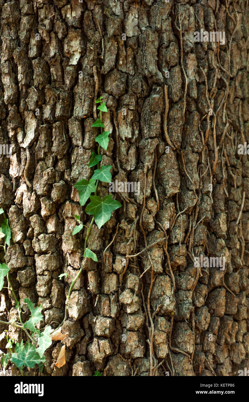 Wood texture forest pattern macro wood Stock Photo - Alamy