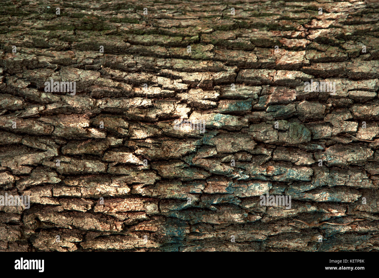 Wood texture old plant natural tree skin background Stock Photo - Alamy