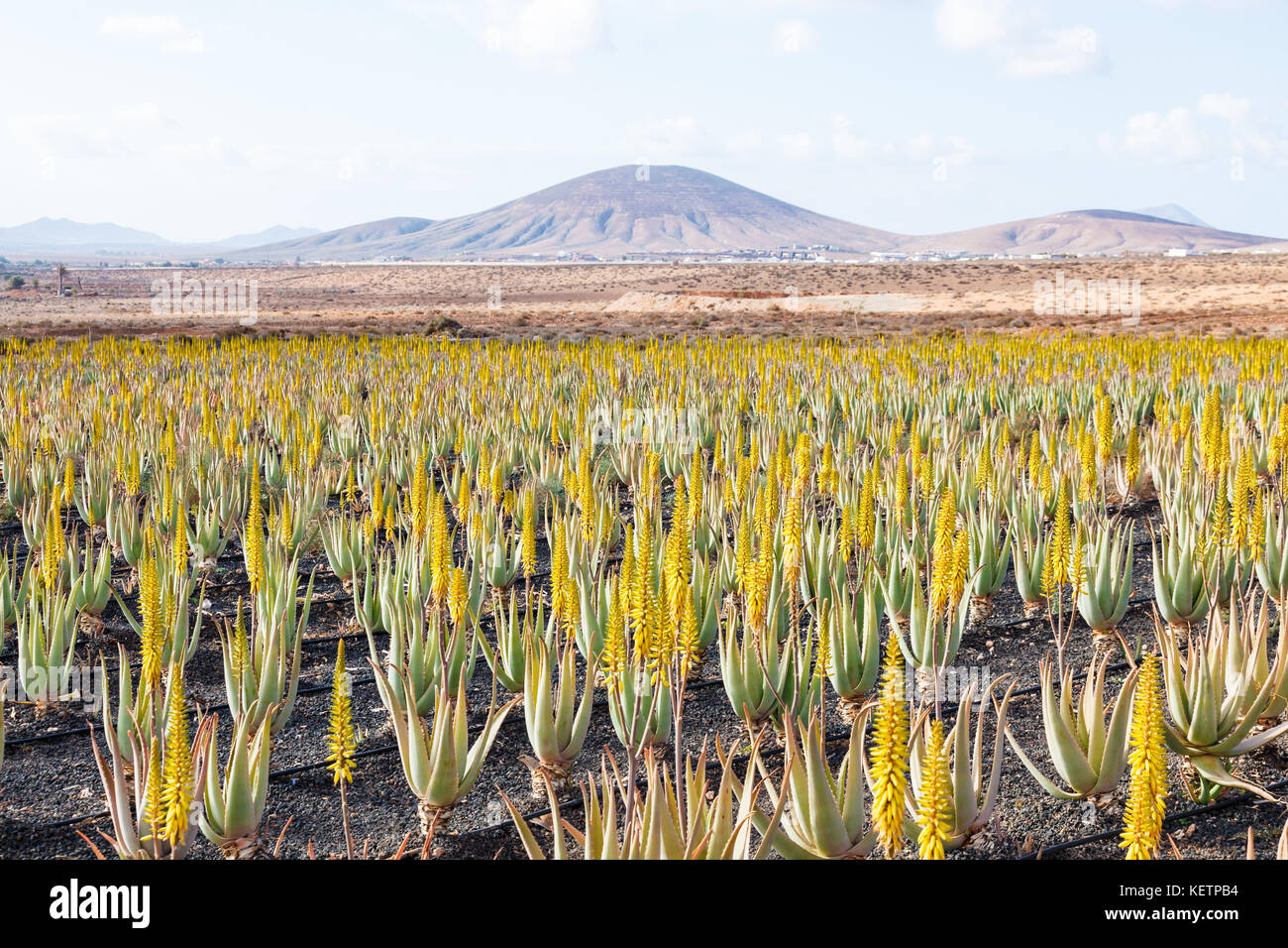 Aloe vera farm plantation Stock Photo - Alamy