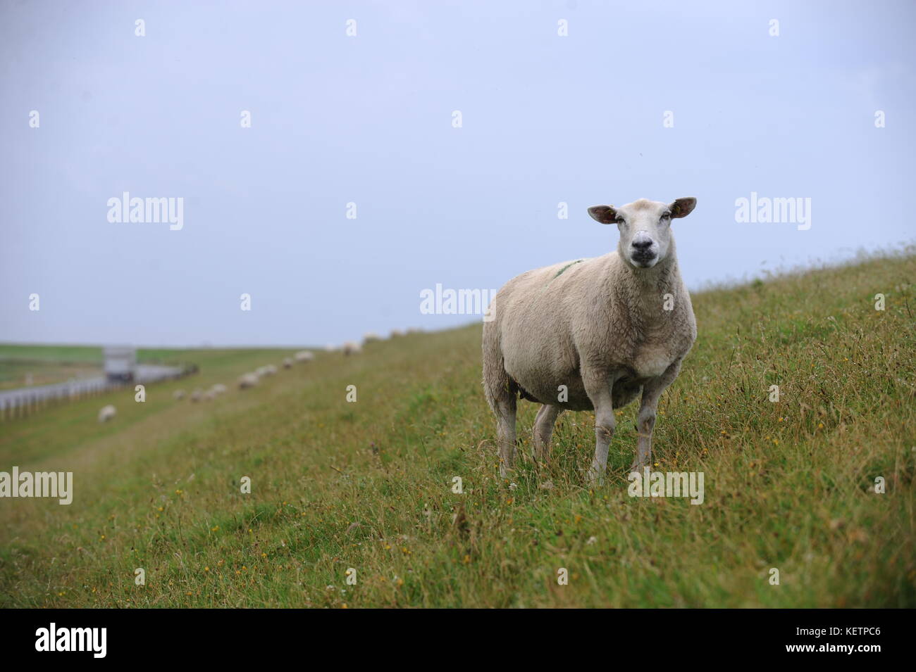 Sheep dike grass hi-res stock photography and images - Alamy