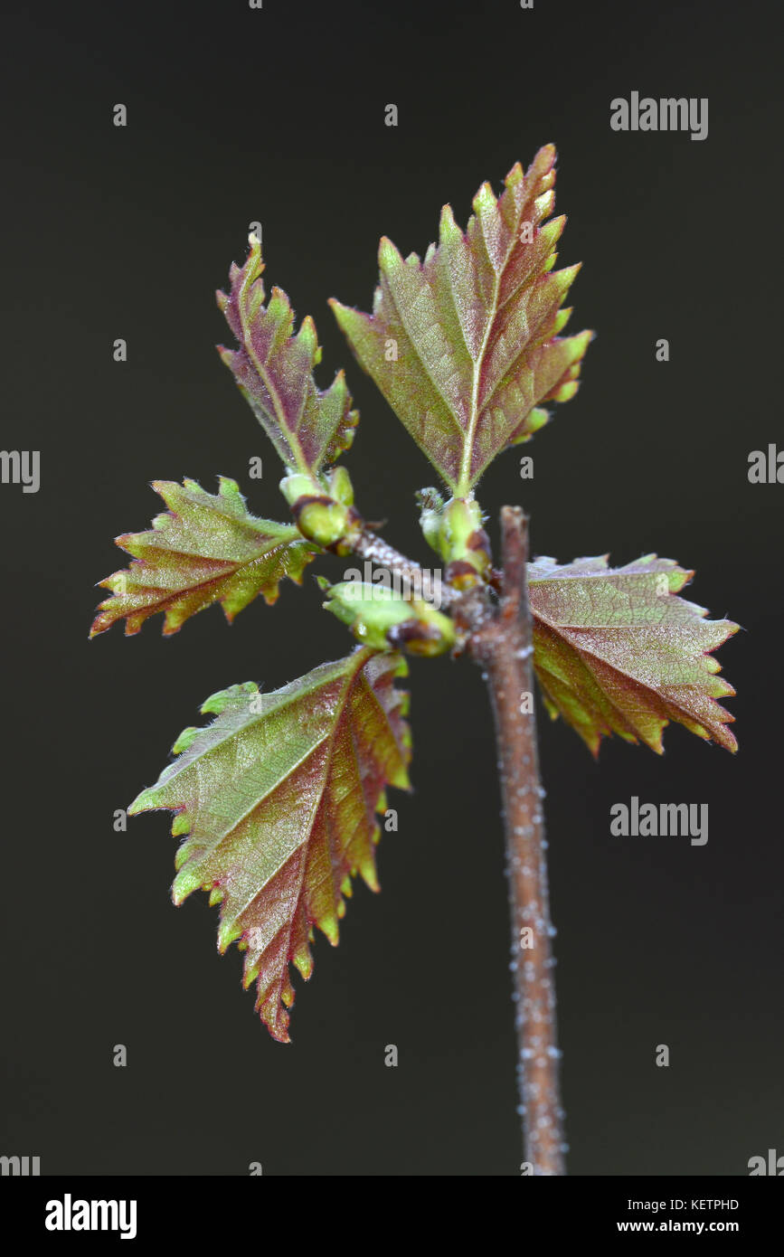 Silver birch leaves in spring. Dorset, UK April Stock Photo - Alamy