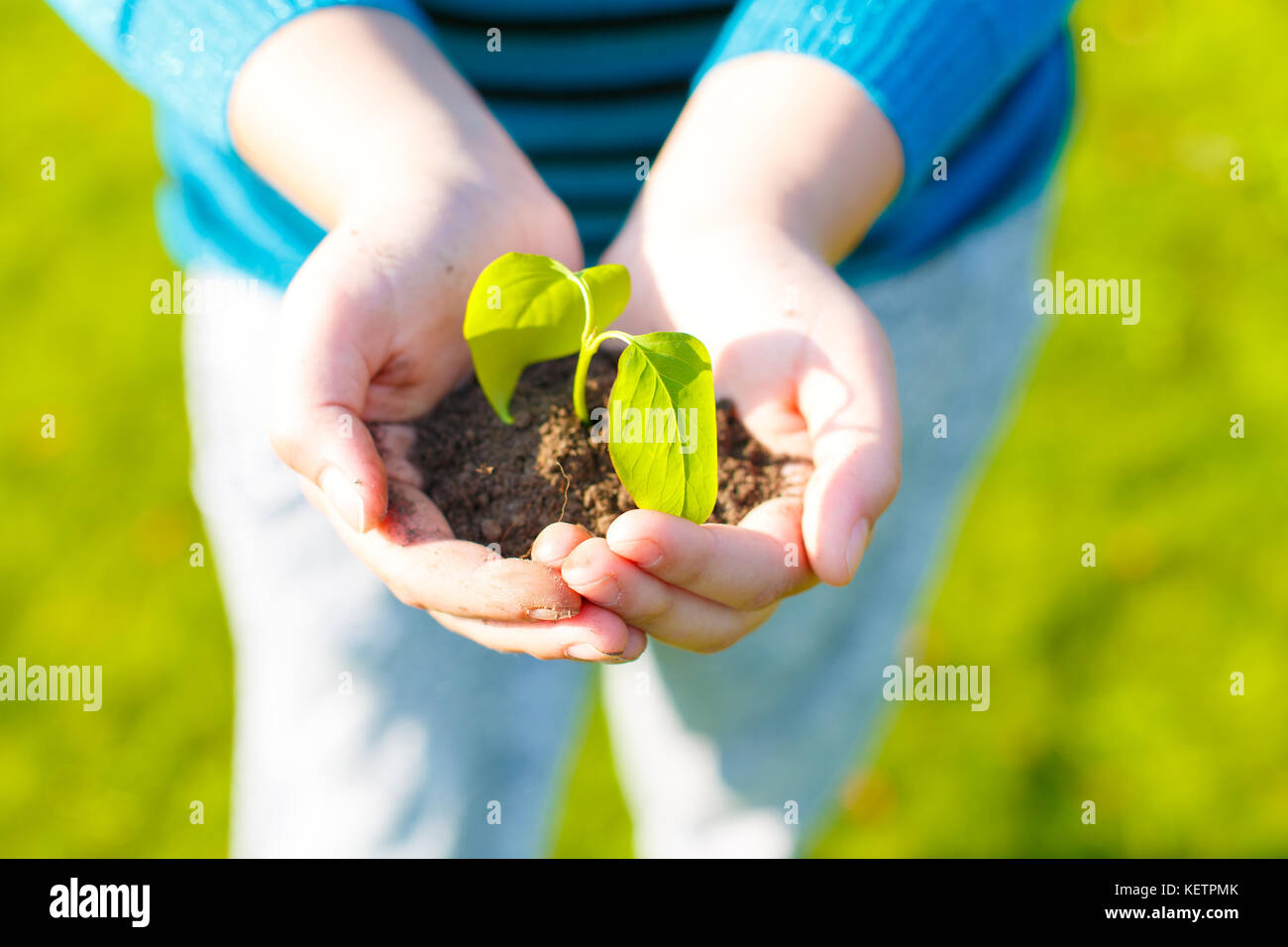 small green plant in girl hand Stock Photo - Alamy