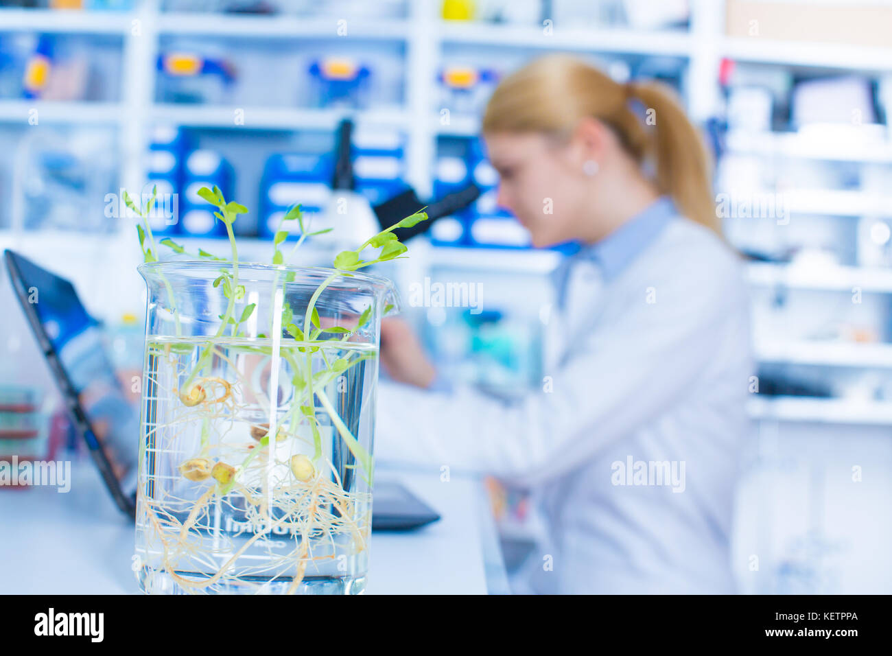Experiment with genetically modified plants. Young woman laboratory ...