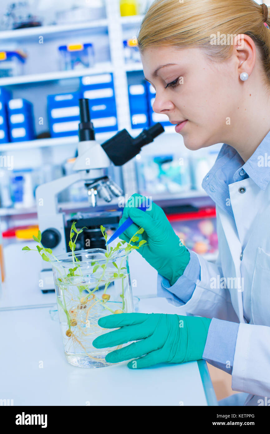 Experiment with genetically modified plants. Young woman laboratory ...