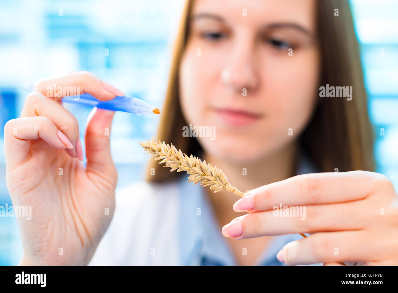 Selective and genetic work with seeds and grains in a scientific ...