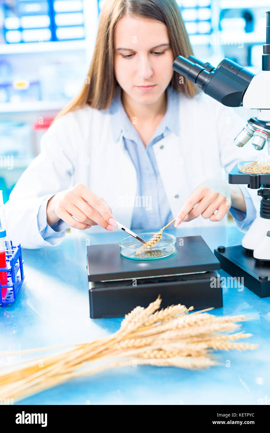 Selective and genetic work with seeds and grains in a scientific ...