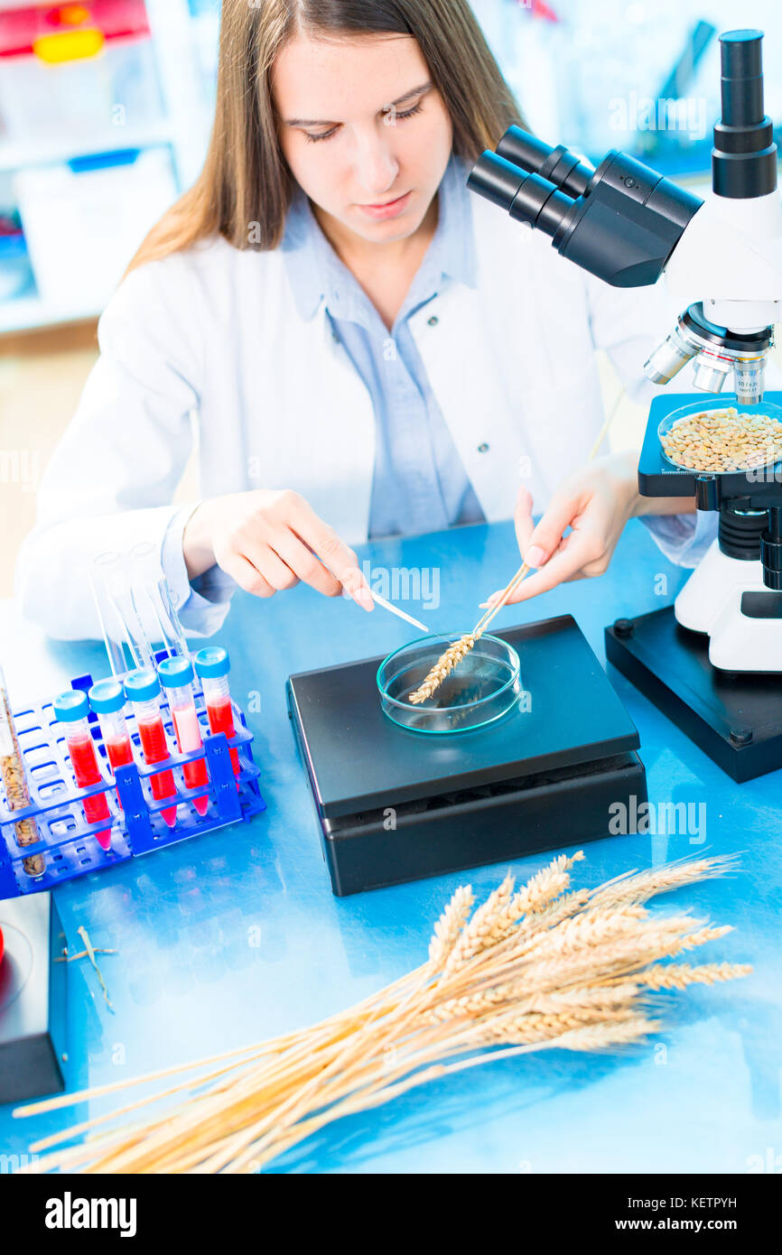 Selective and genetic work with seeds and grains in a scientific ...