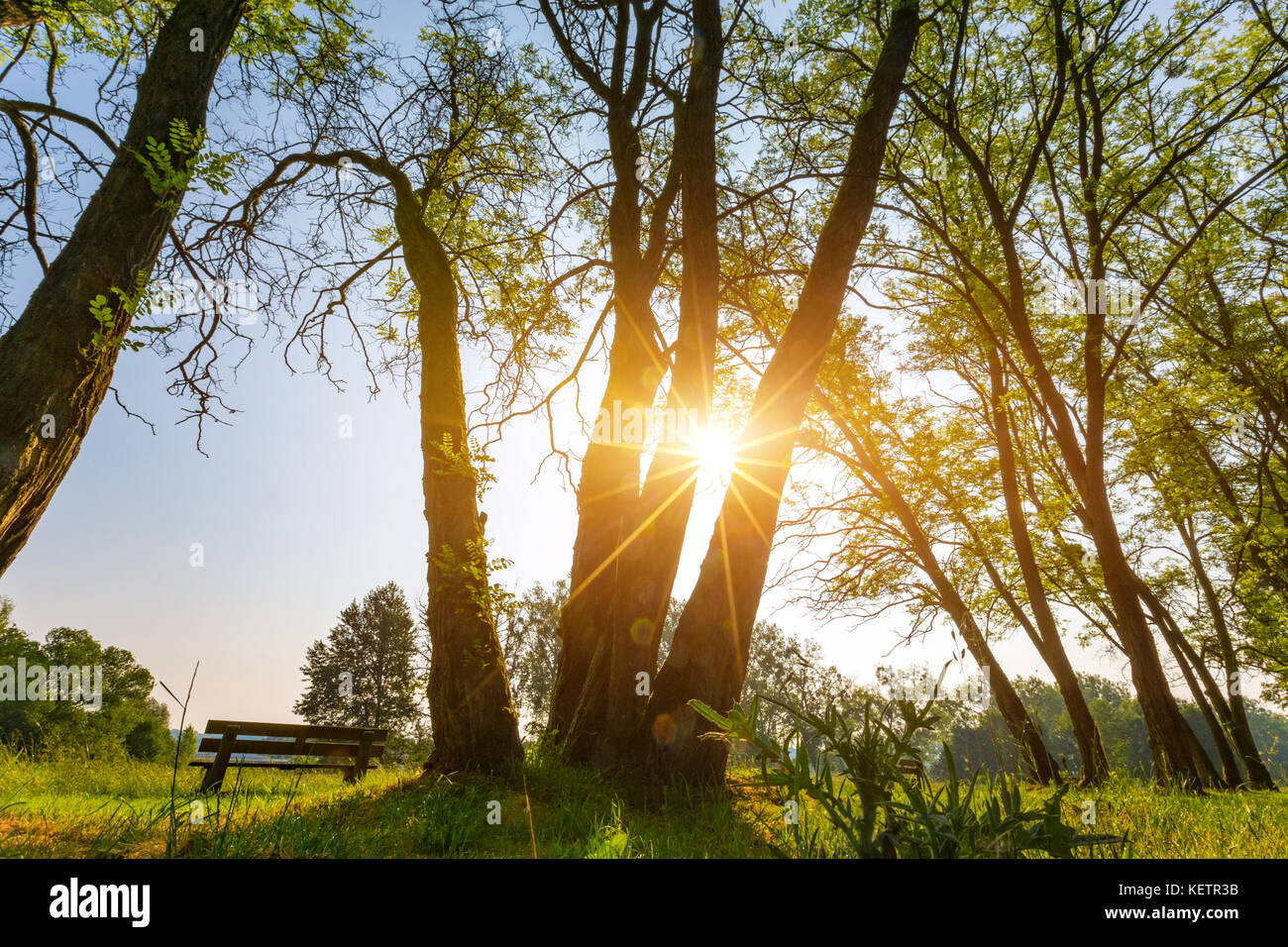 The sun shines through the trunk of a tree Stock Photo - Alamy