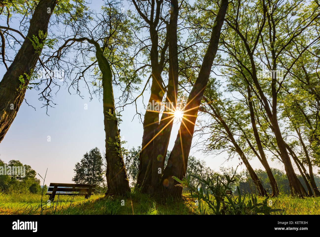 The sun shines through the trunk of a tree Stock Photo - Alamy