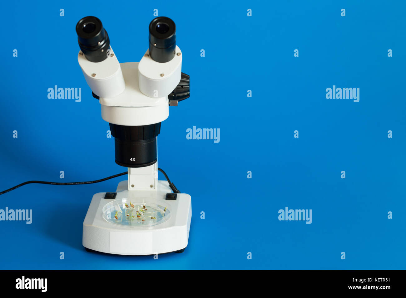 Research plant sprout under microscope Stock Photo - Alamy