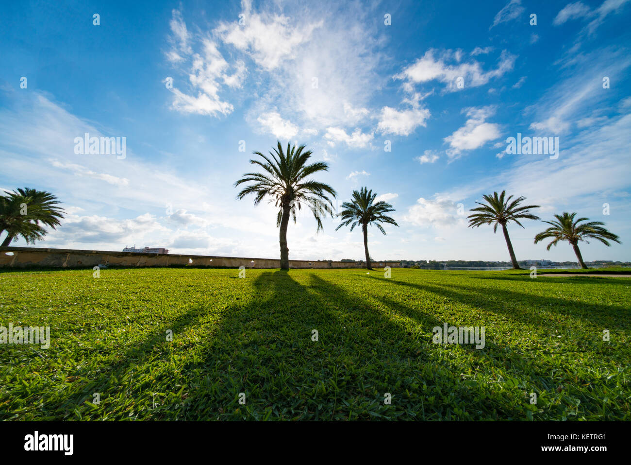 Palm trees on a green meadow Stock Photo - Alamy