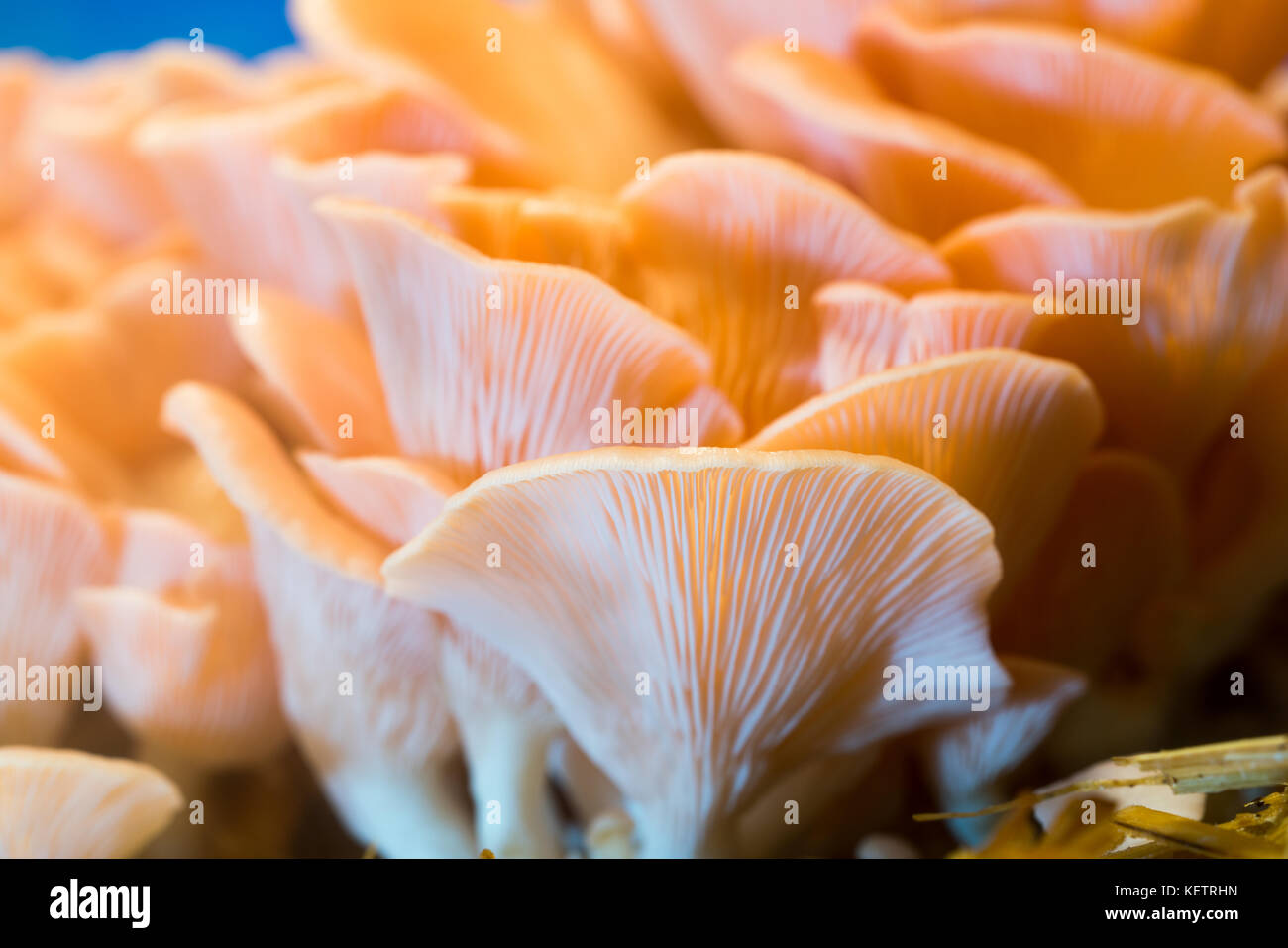 Pleurotus djamor mushrooms grow on substrate Stock Photo - Alamy