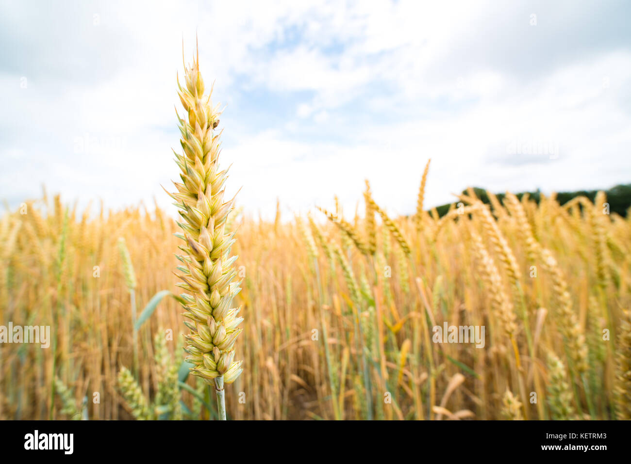 A field of ripe wheat road and a blue sky with clouds. Panoramic view ...