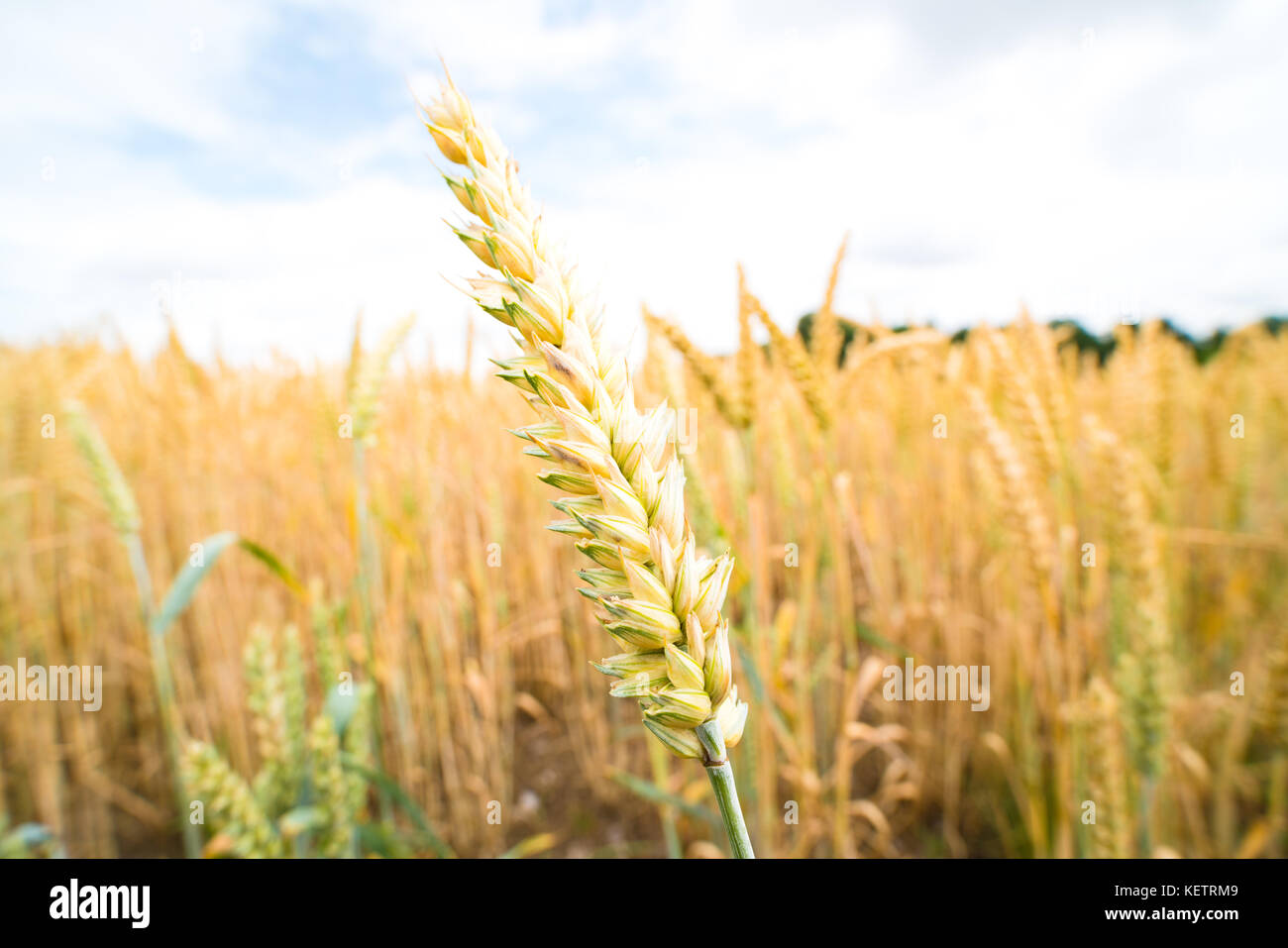 A field of ripe wheat road and a blue sky with clouds. Panoramic view ...