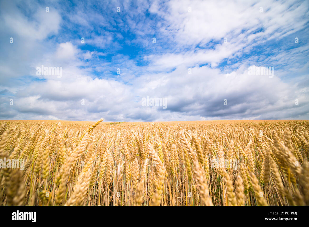 A field of ripe wheat road and a blue sky with clouds. Panoramic view ...
