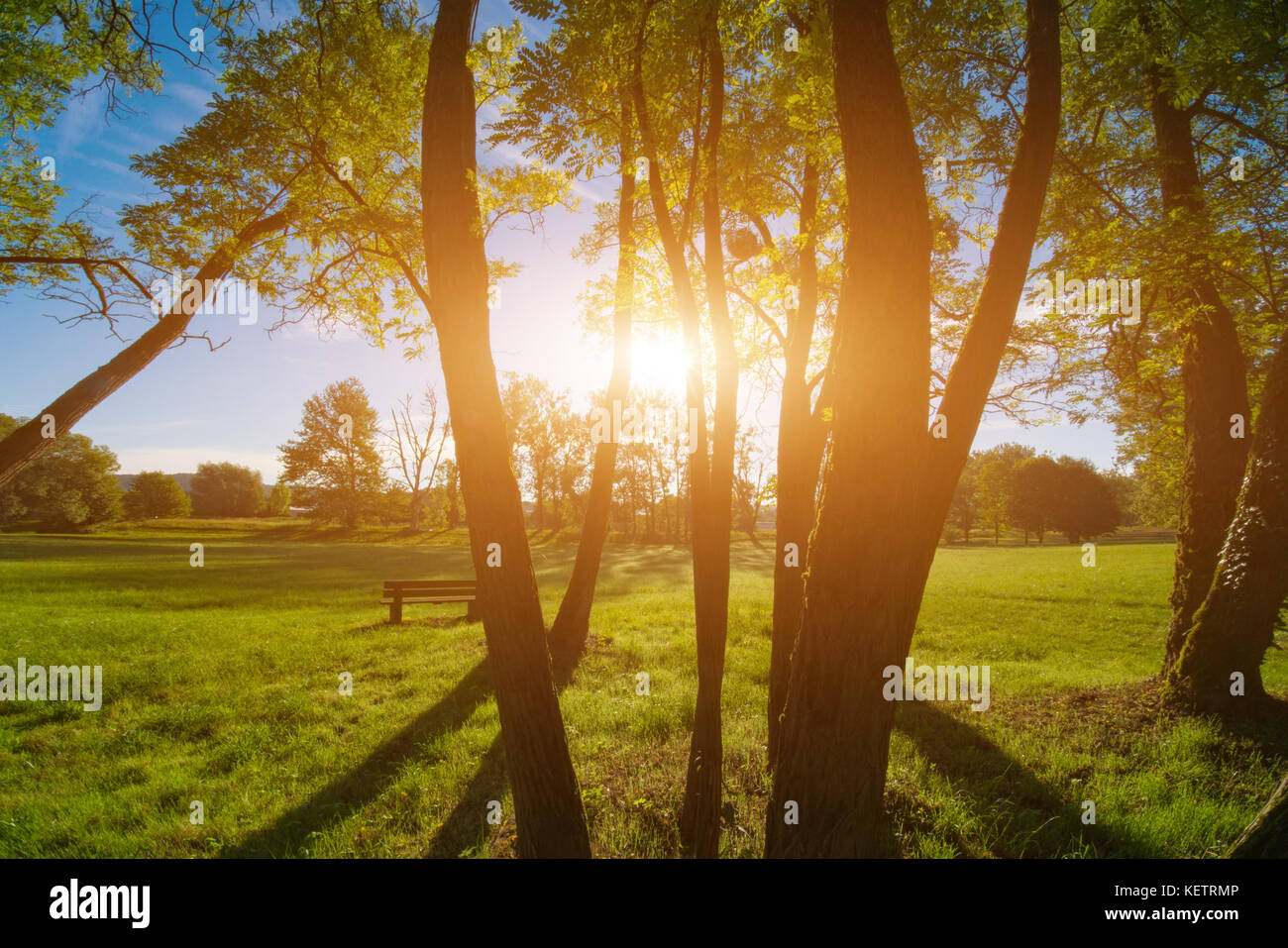 Sunlight and nature hi-res stock photography and images - Alamy