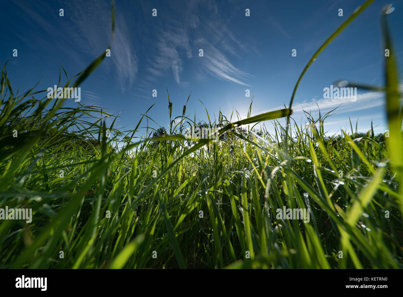 Grass low angle view hi-res stock photography and images - Alamy