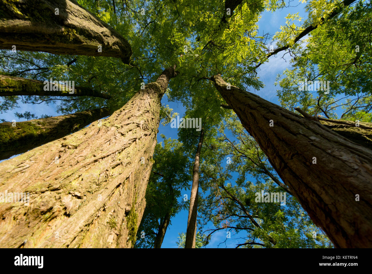 Sunlight through leaves of tree hi-res stock photography and images - Alamy